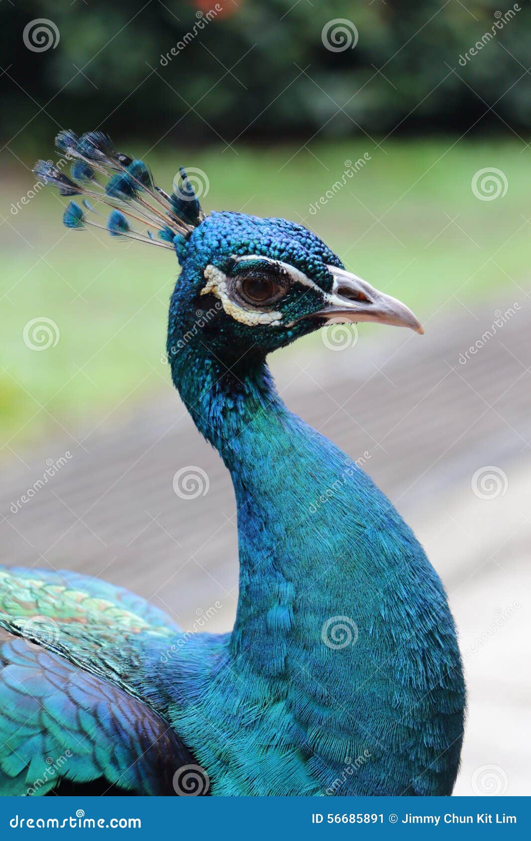 Close up peacock stock image. Image of peacock, wildlife - 56685891