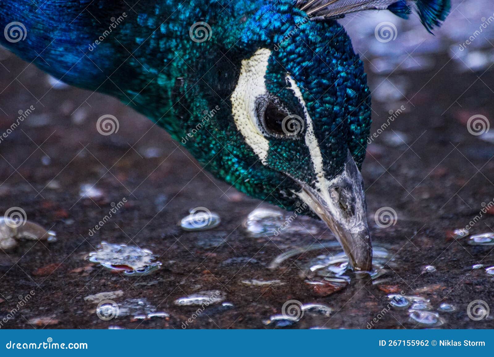 Close Up of Peacock Drinking Water from Puddle Stock Photo - Image of ...