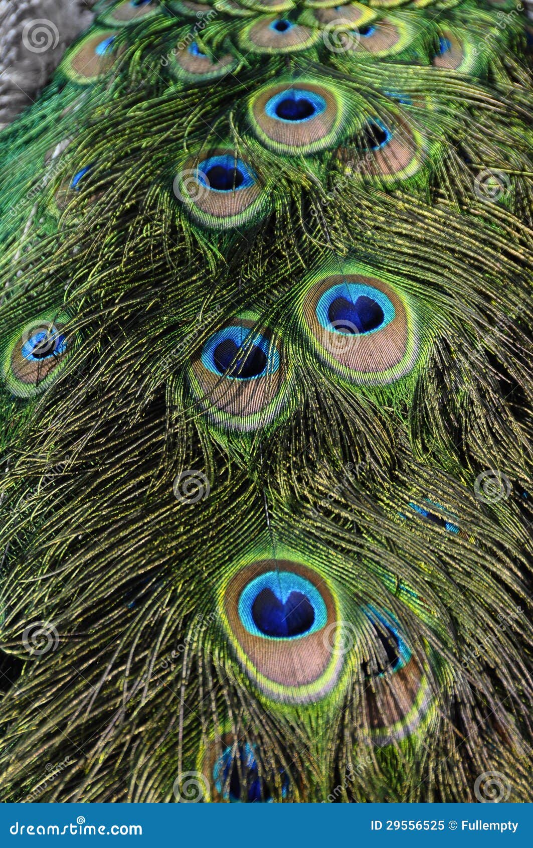 Close Up of Peacock Feather Stock Image - Image of peacock, close: 29556525