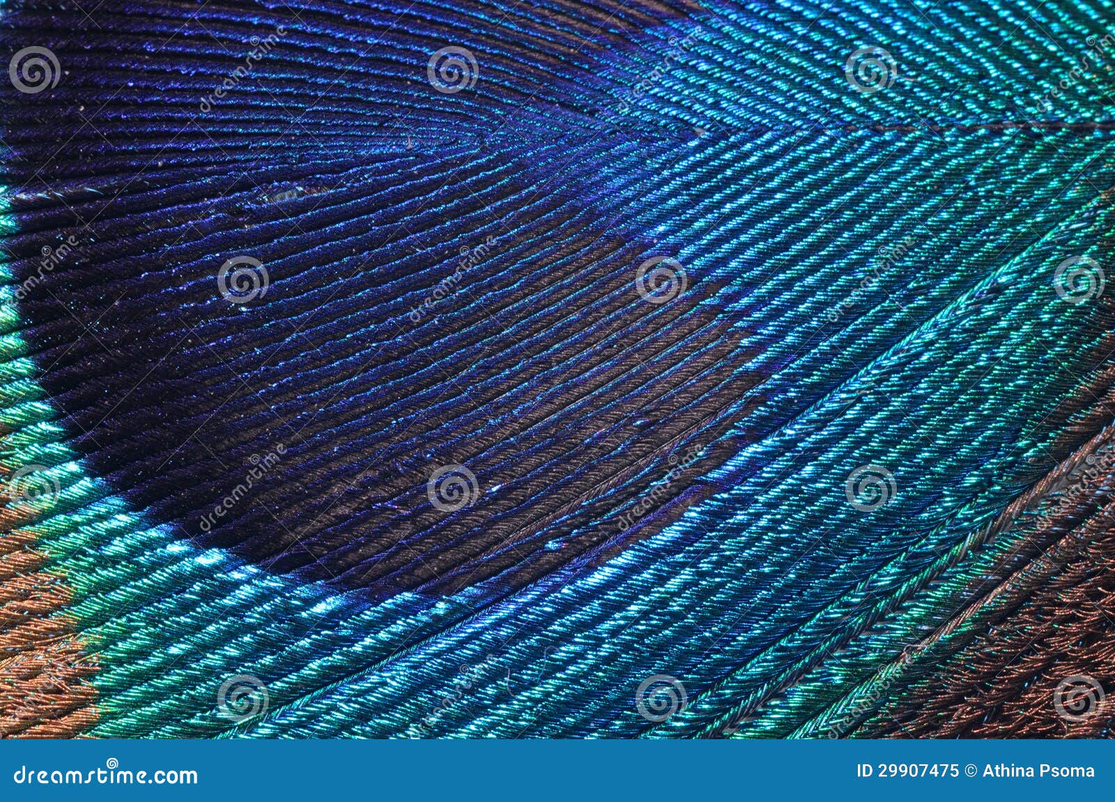 Peacock feather detail stock image. Image of concept - 29907475