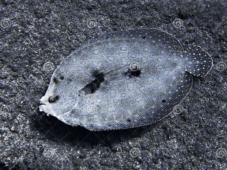 Close Up Peacock Flounder in Hawaii Stock Image - Image of flounder ...