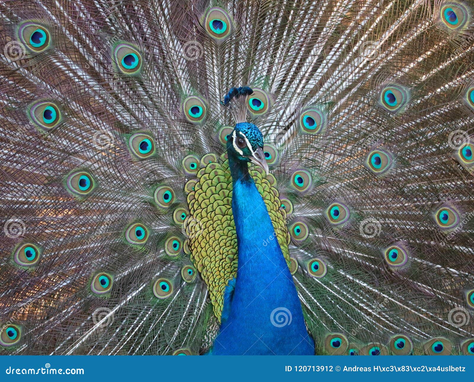 Close Up of a Peacock with Open Feathers Stock Photo - Image of exotic ...