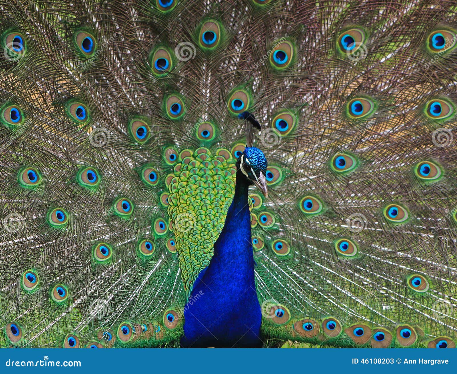Close up of a Peacock stock image. Image of peacock, peafowl - 46108203