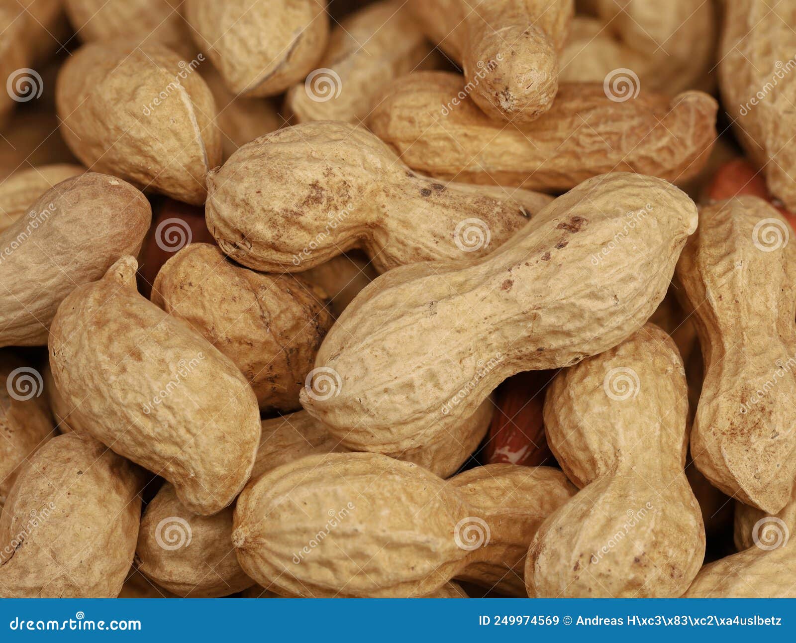 Close Up of Peanuts with Shell, Dry Roasted and Unshelled Nuts As ...