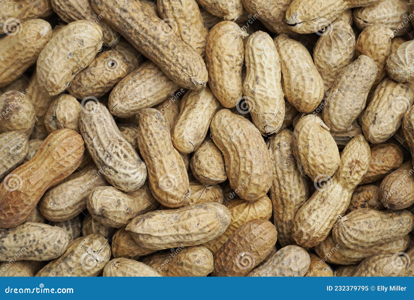 Close Up of Peanuts with Shell. Stock Image - Image of eating ...