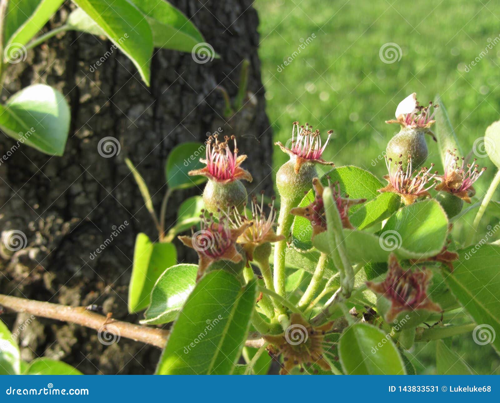 Close Up of Pear Buds on the Tree in Spring . Tuscany, Italy Stock ...