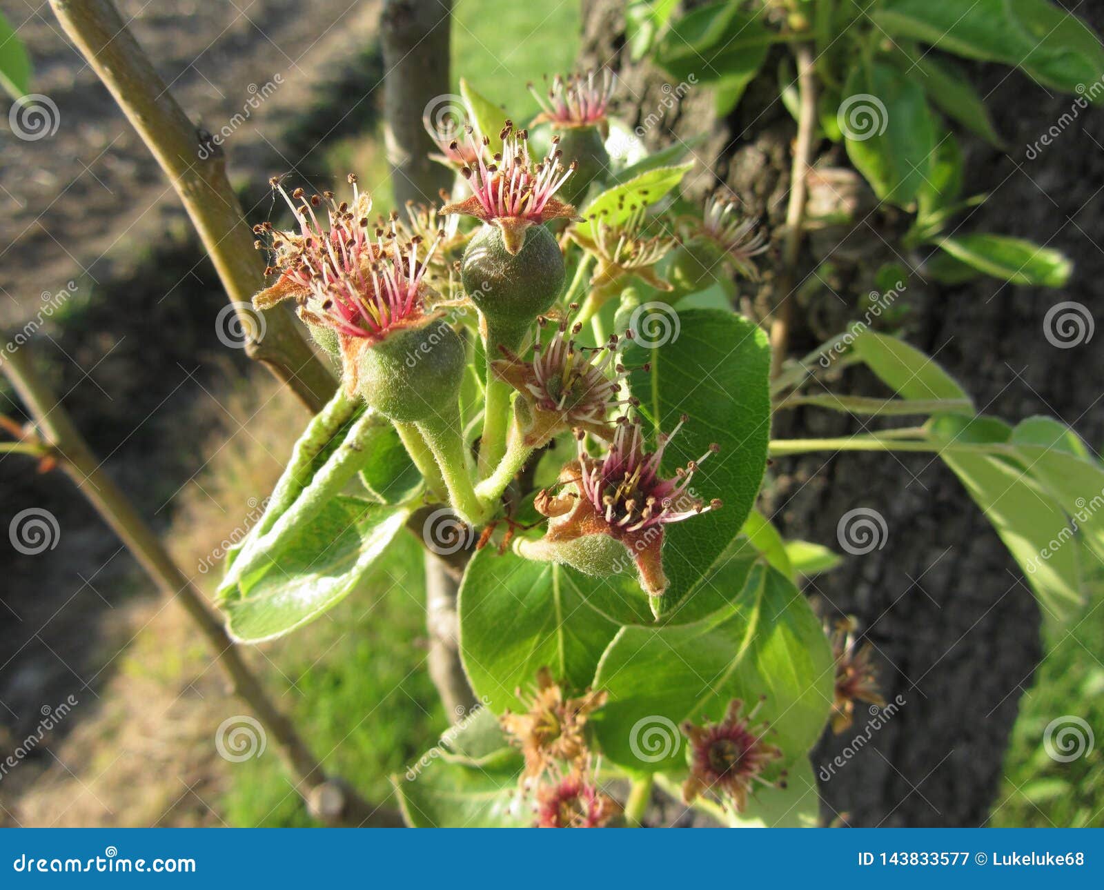 Close Up of Pear Buds on the Tree in Spring . Tuscany, Italy Stock ...