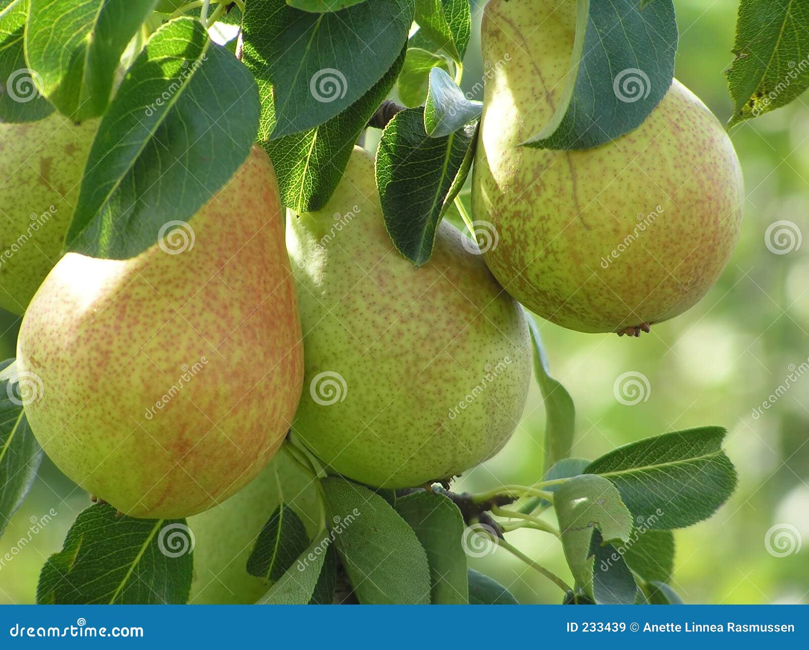 Close-up of pears stock image. Image of outdoor, plant - 233439
