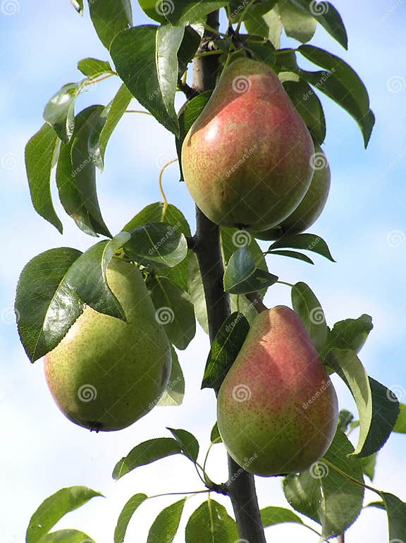 Close-up of pears stock image. Image of green, detail, summertime - 233445