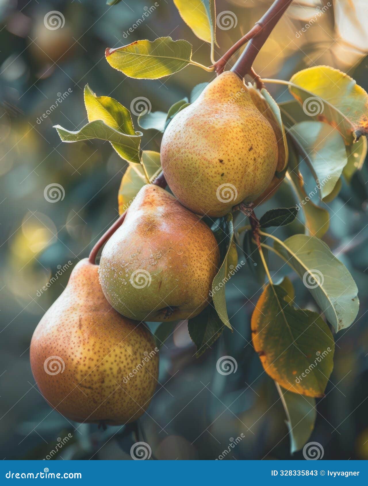 Close-up of Pears on Branches Stock Image - Image of juicy, closeup ...