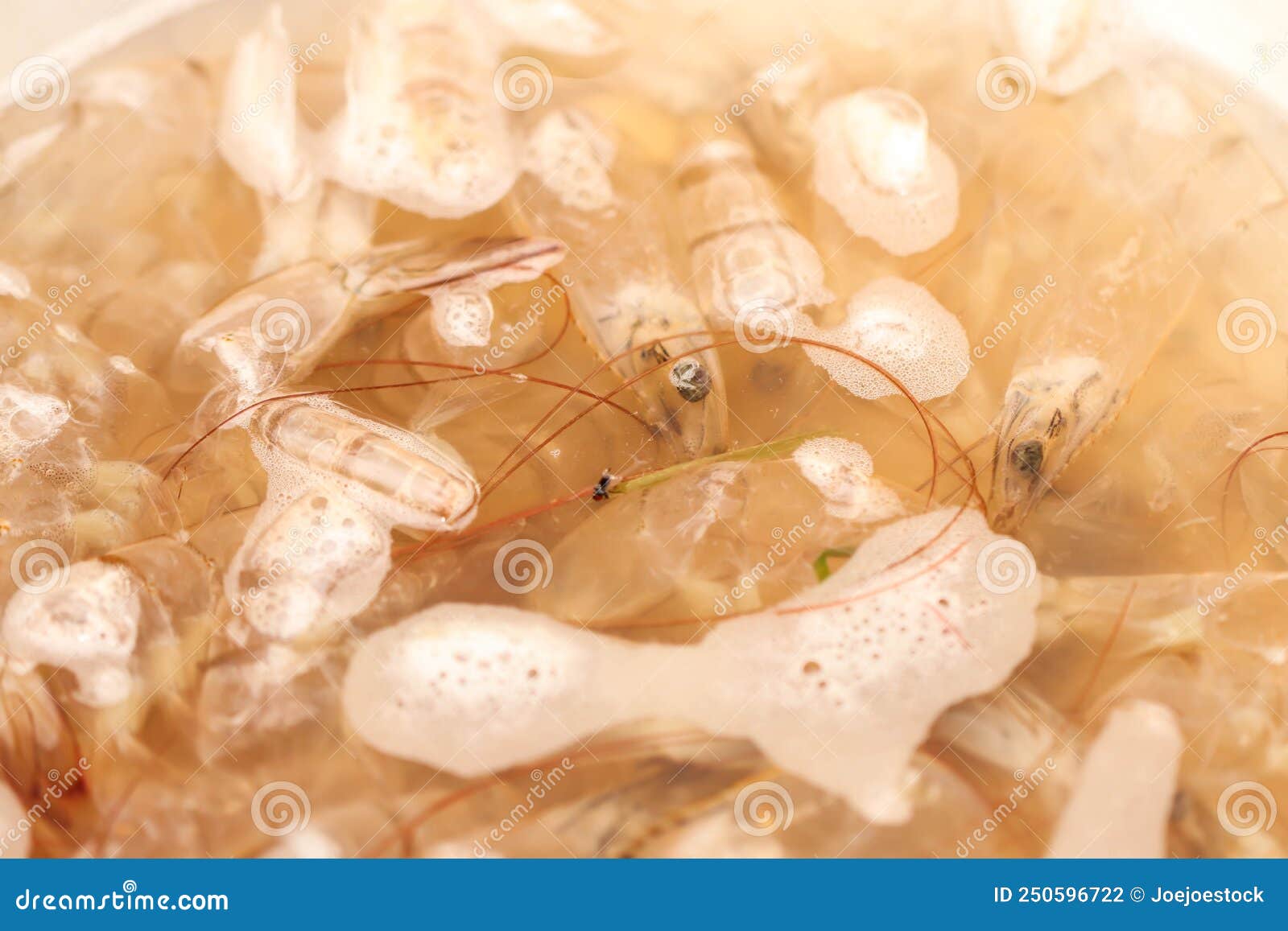 Close Up of Peeled Shrimp Shell in the Water Stock Photo - Image of ...