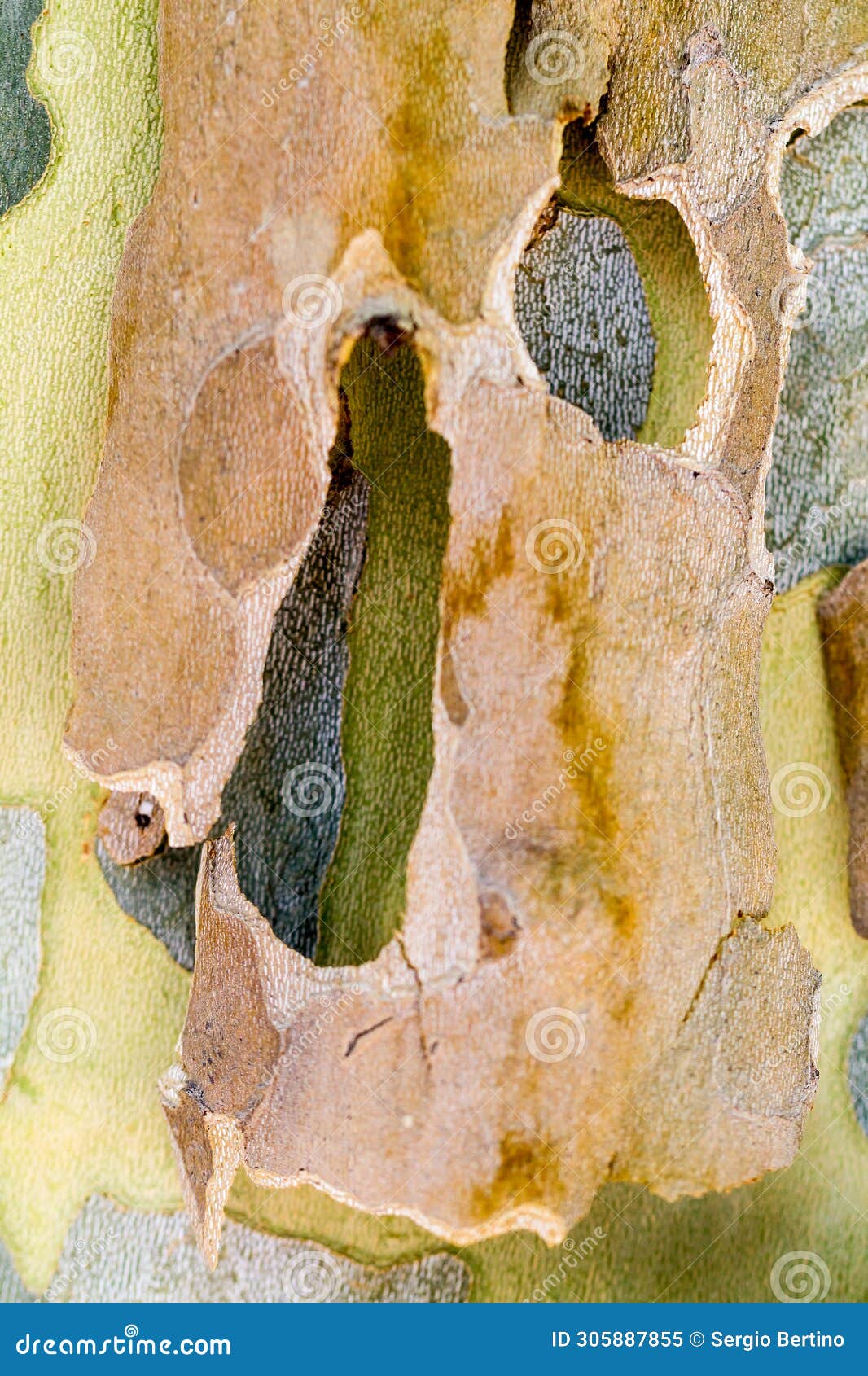 Close Up on Peeling Paint Tree Bark Stock Image - Image of shedding ...