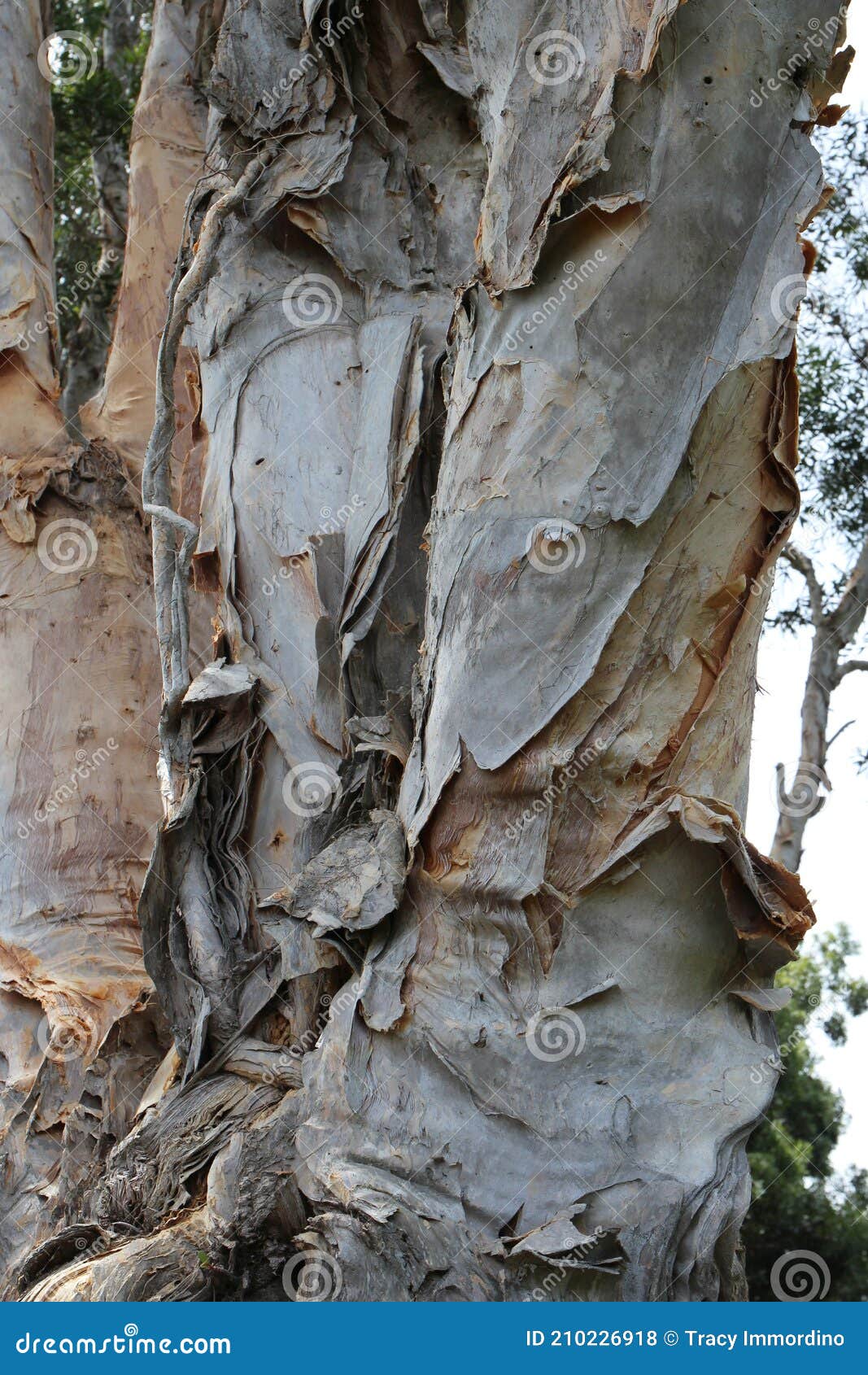 Close Up of the Peeling, Twisted, Multi Colored Bark of a Paperbark ...