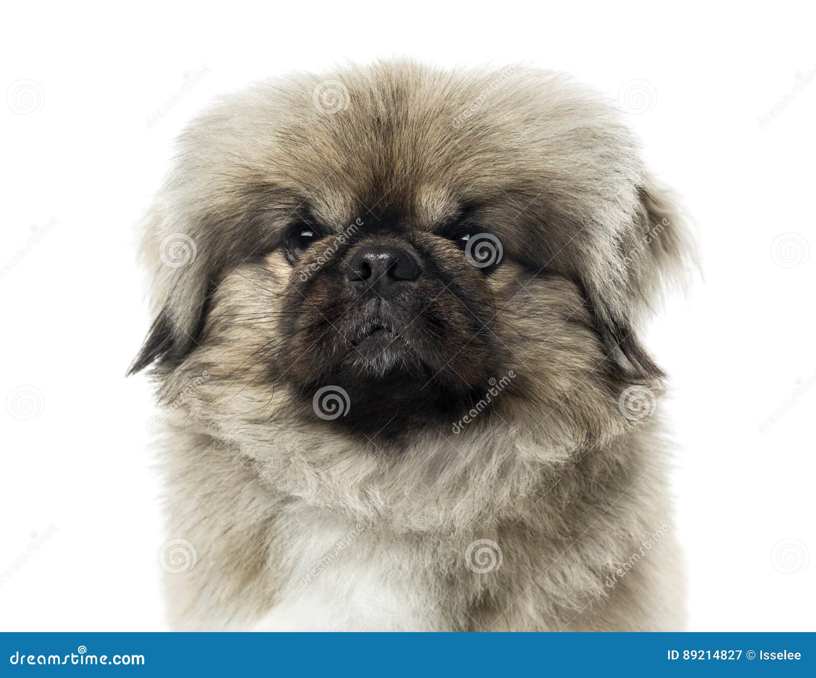Close-up of a Pekingese, Isolated Stock Image - Image of beige, animal ...