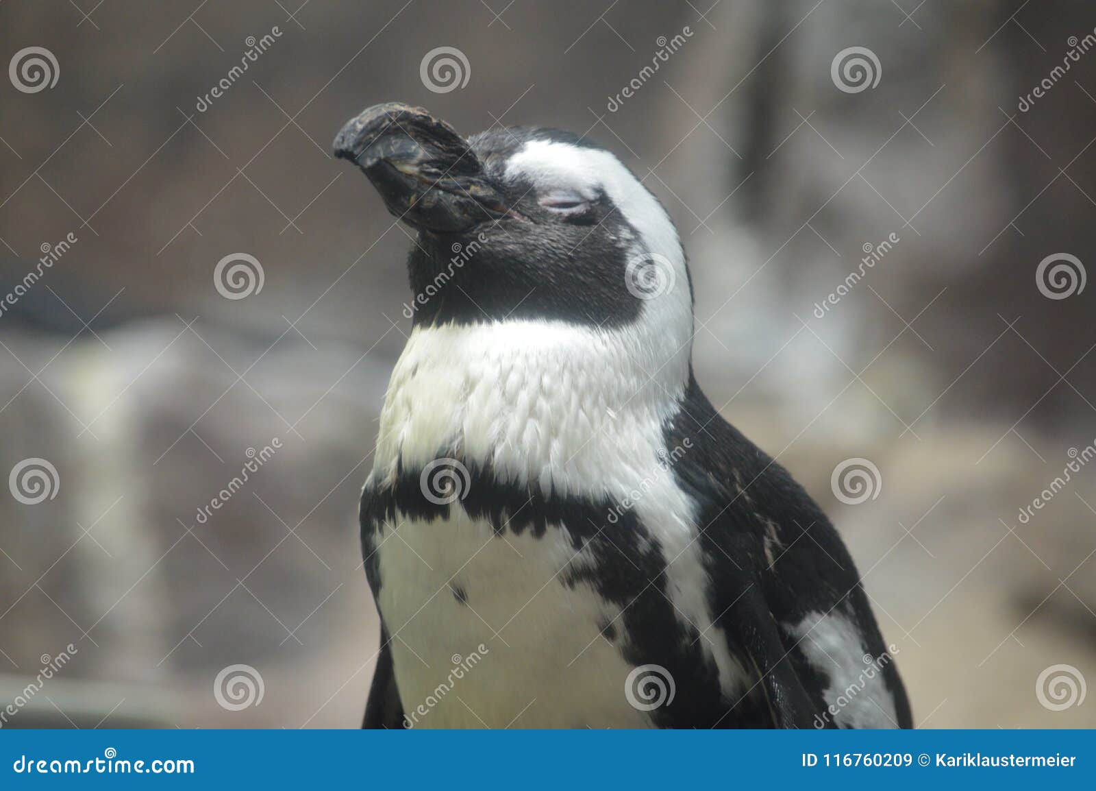 Close up of a penguin stock image. Image of nature, color - 116760209