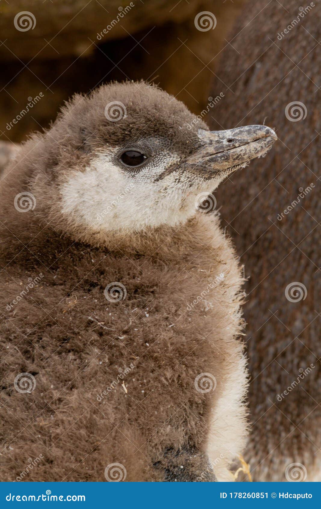 Close-up or Portrait of Penguin Chick Stock Image - Image of nests ...