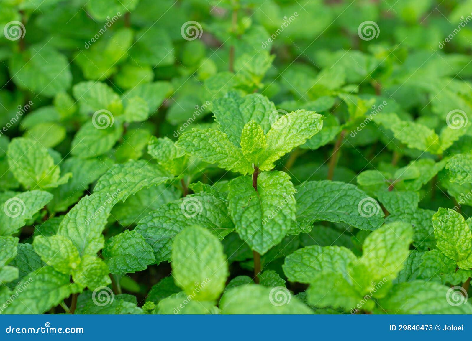 Peppermint stock image. Image of food, freshness, botanic - 29840473