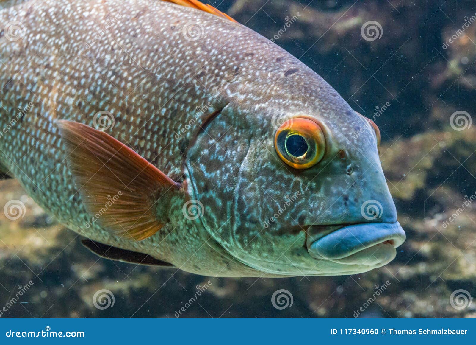 Close-up of a Perch Fish in an Aquarium Stock Photo - Image of swarm ...