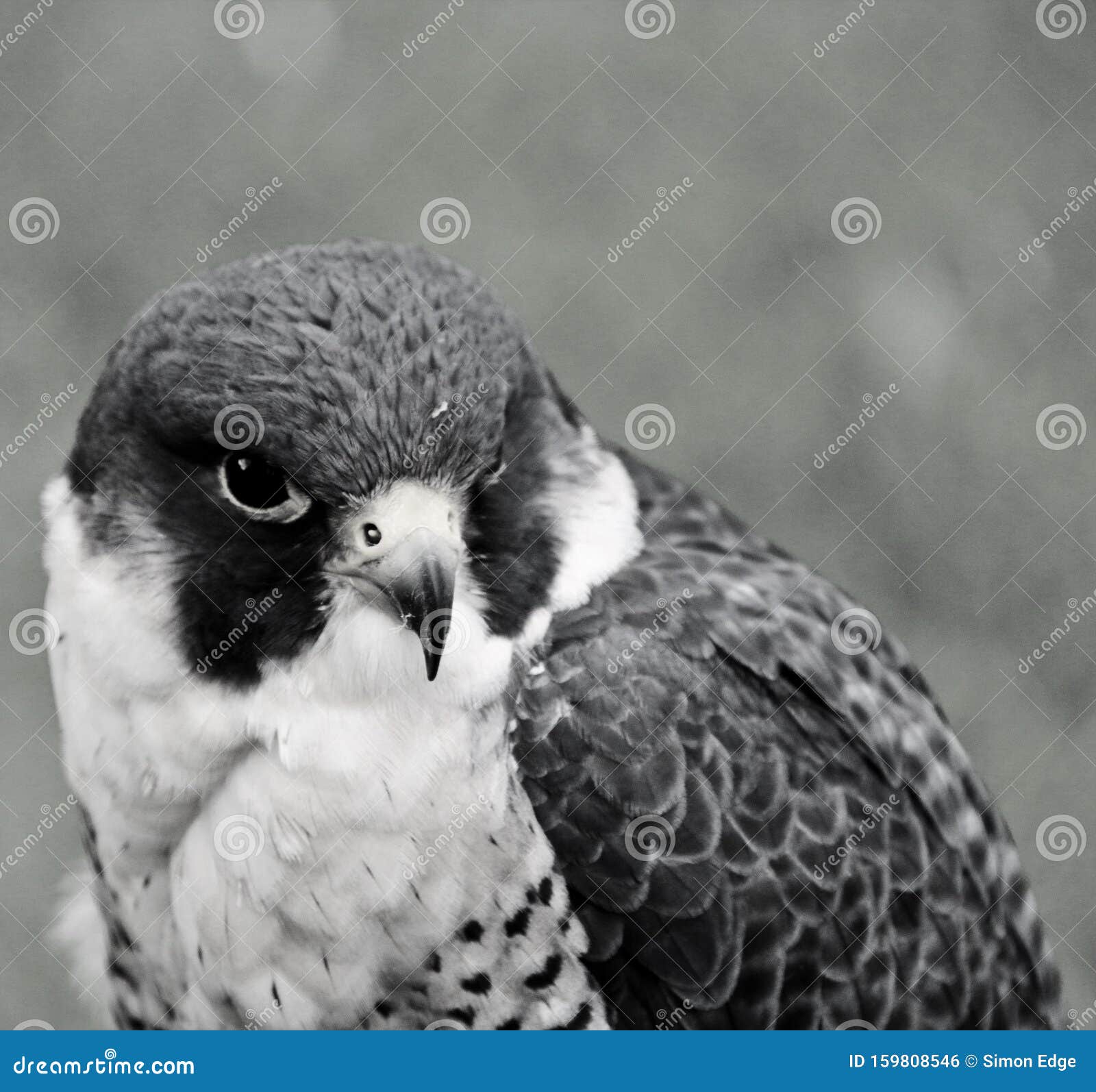 A Close Up of a Peregrine Falcon Stock Photo - Image of hawks, natural ...