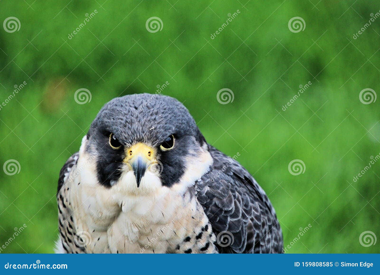 A Close Up of a Peregrine Falcon Stock Image - Image of birds, chester ...