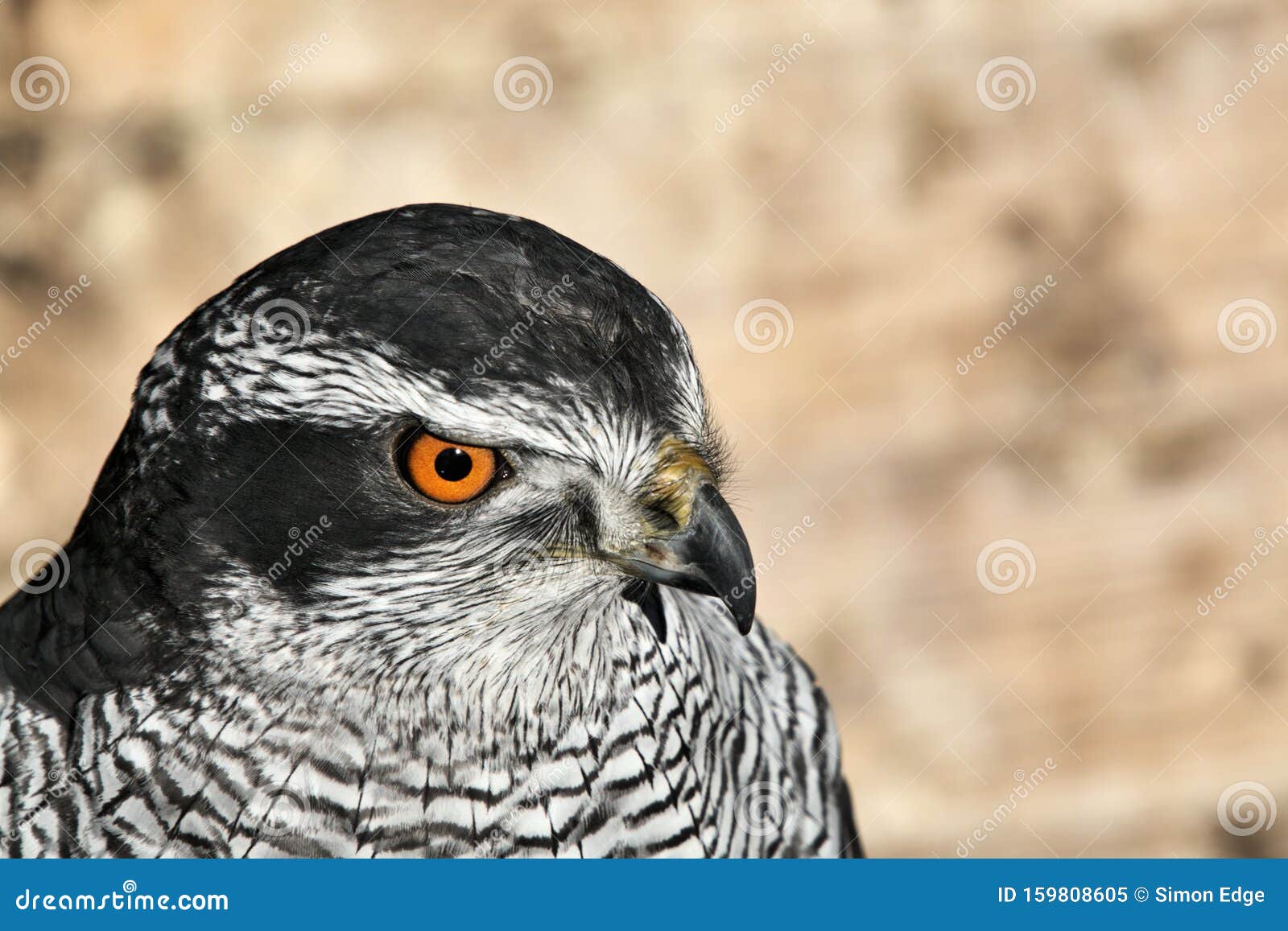 A Close Up of a Peregrine Falcon Stock Image - Image of hawk, outdoors ...