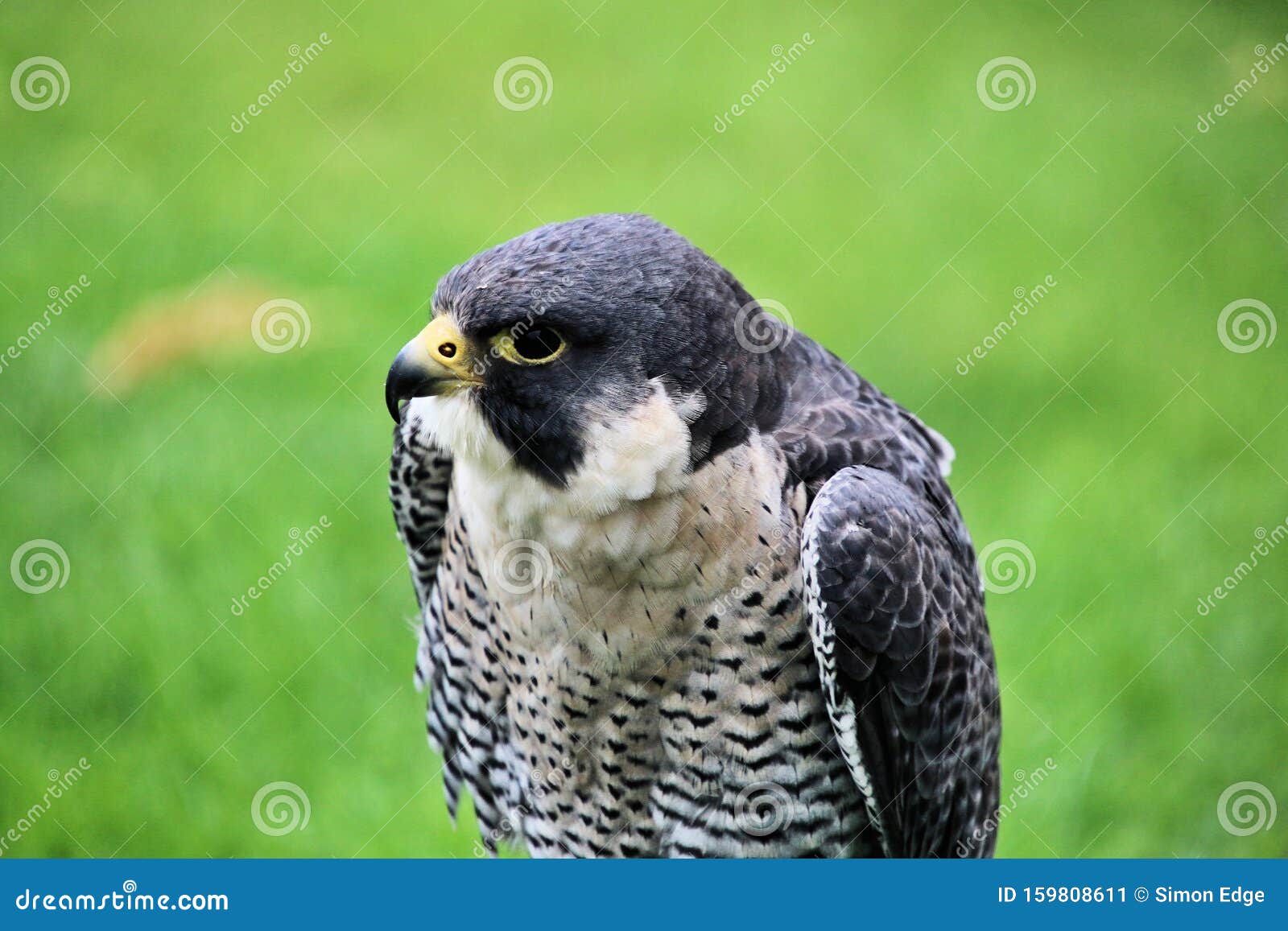 A Close Up of a Peregrine Falcon Stock Image - Image of natural ...