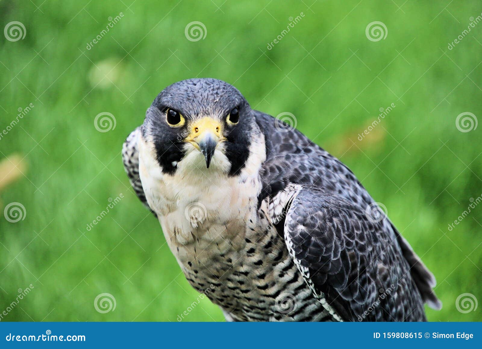 A Close Up of a Peregrine Falcon Stock Image - Image of nature, birds ...
