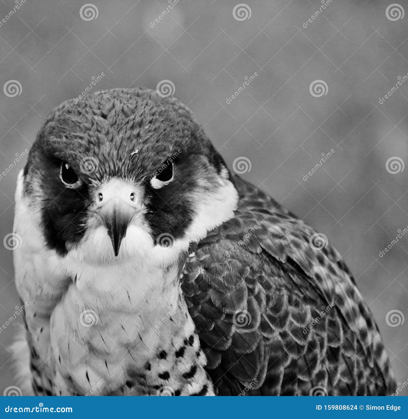 A Close Up of a Peregrine Falcon Stock Photo - Image of birds, nature ...