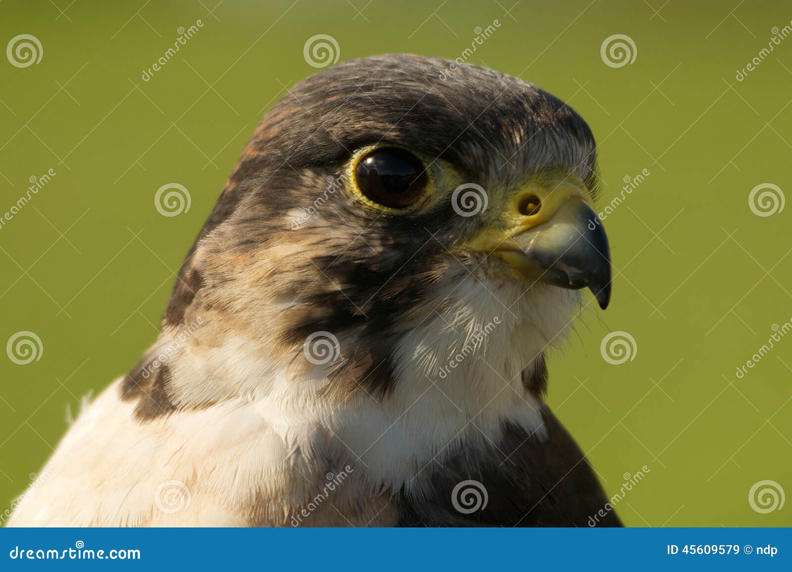 Close-up of Peregrine Falcon Head Facing Right Stock Image - Image of ...