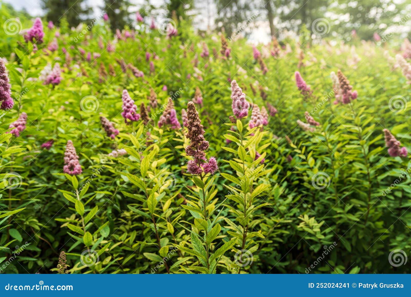 A Close-up on a Perennial in the Park. BUDDLEJA DAVIDII Stock Image ...