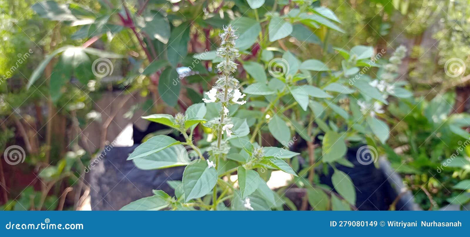 Close Up of Perilla Frutescens, Commonly Called Perilla Stock Image ...