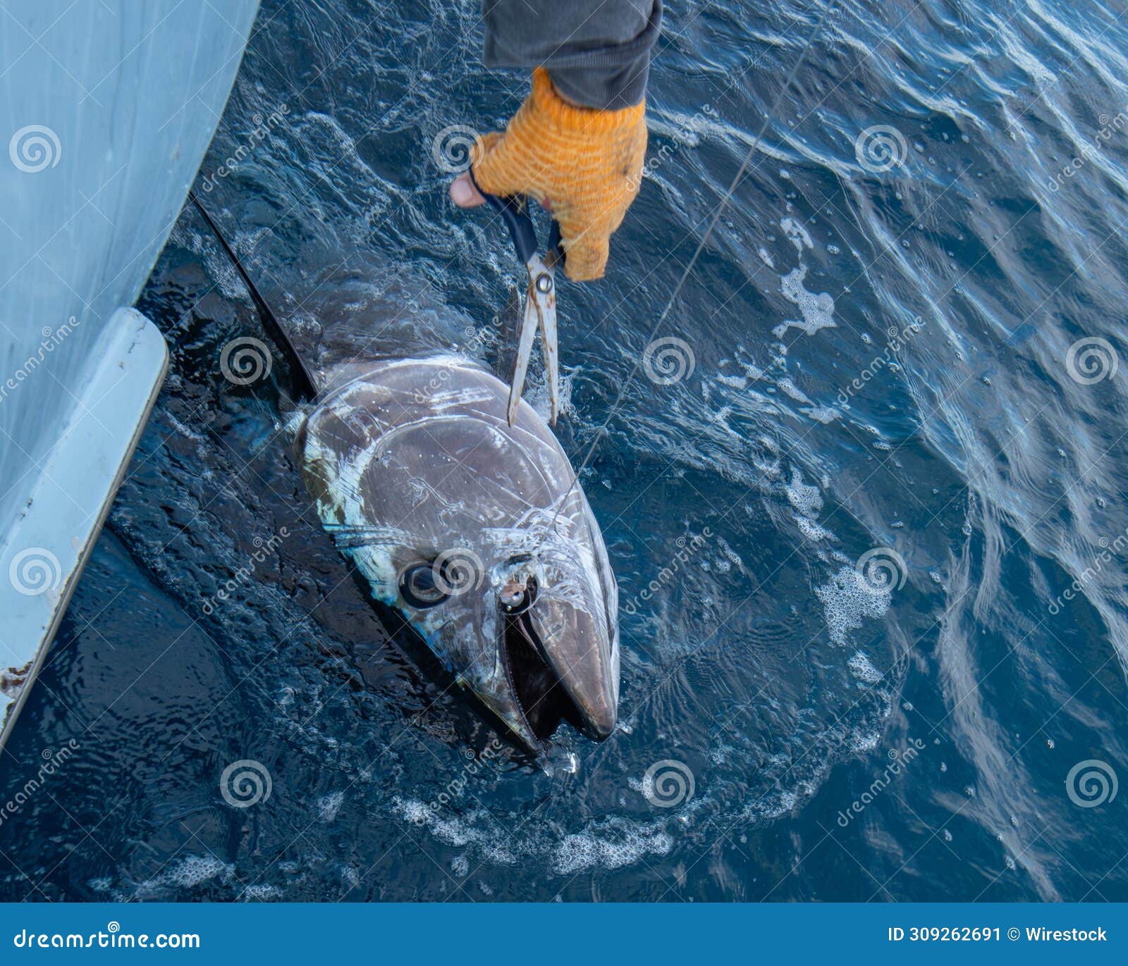 Close-up of a Person Catching a Fish in the Ocean Stock Image - Image ...
