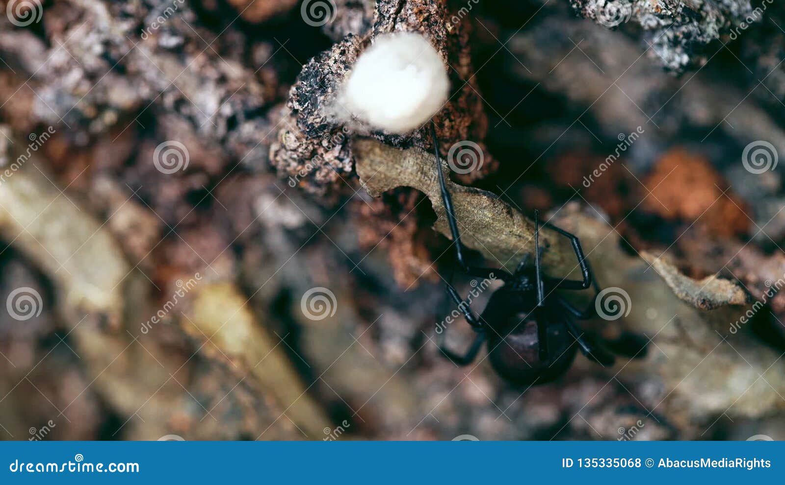 Close Up of Black Widow on Tree with Webbing Stock Footage - Video of ...