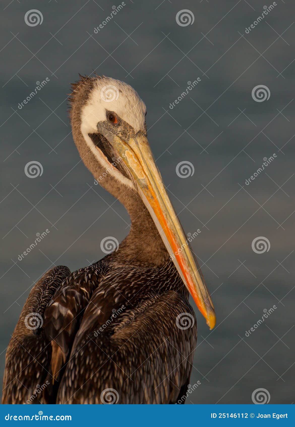 Close-up of Peruvian Pelican Stock Photo - Image of detailed, creatures ...
