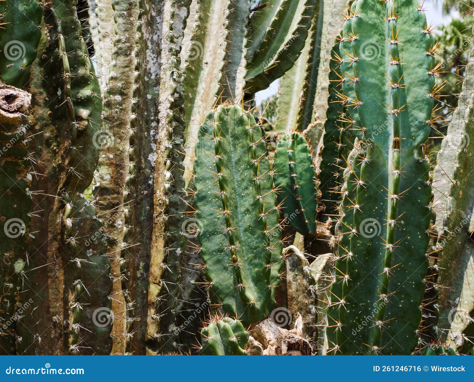 Close Up of Peruvian Torch Cacti on a Bright Day Stock Photo - Image of ...
