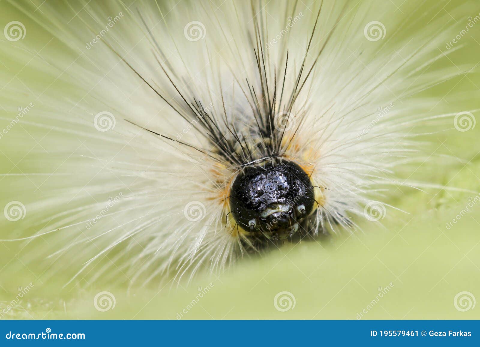 Fall Webworm Moth Larva Crawl Over White Royalty-Free Stock Image ...