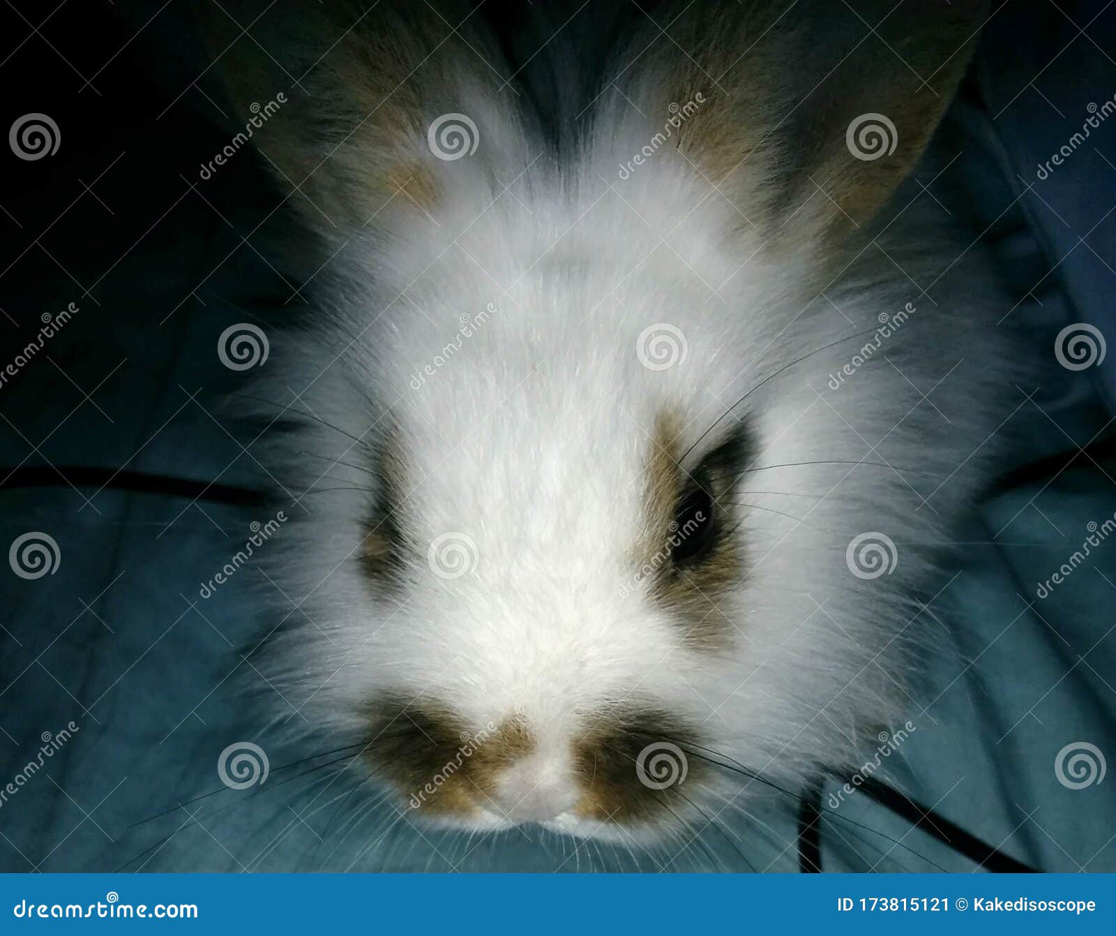 Close-up of Pet Bunny stock image. Image of bunny, fluffy - 173815121