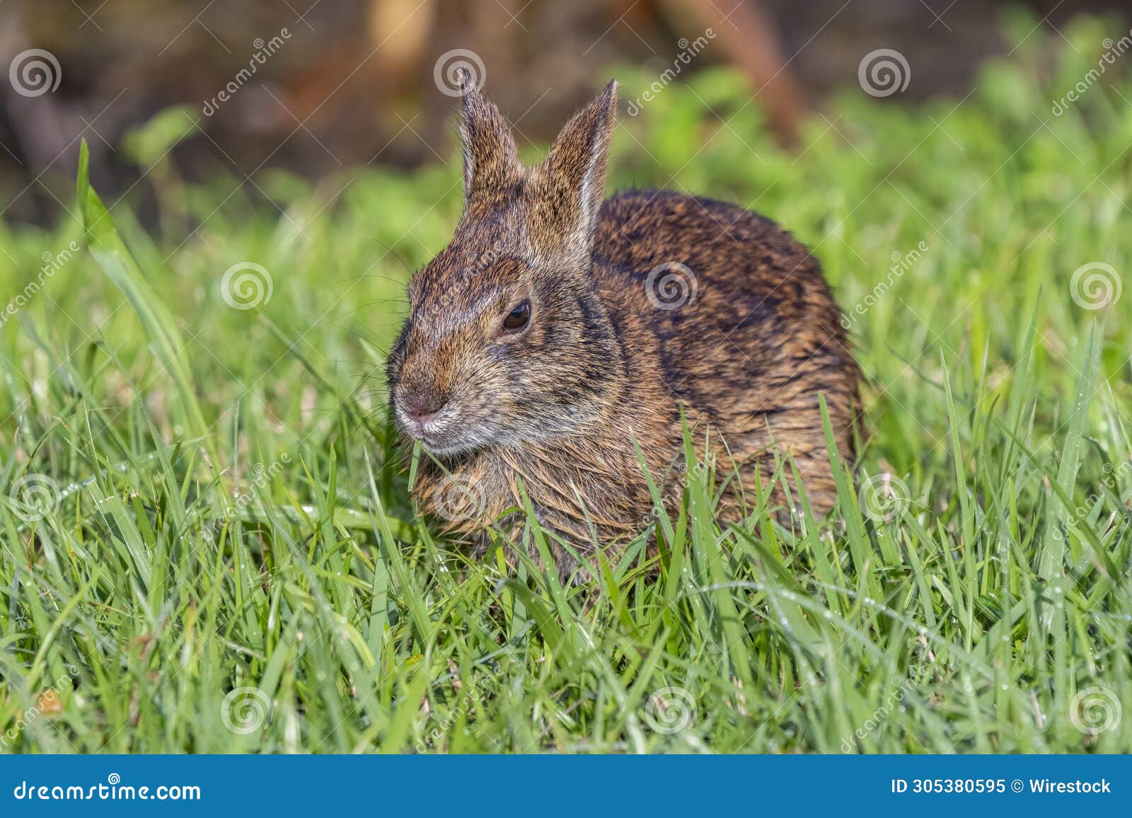 Close-up of a Petite Rabbit Sniffing the Grass Stock Image - Image of ...
