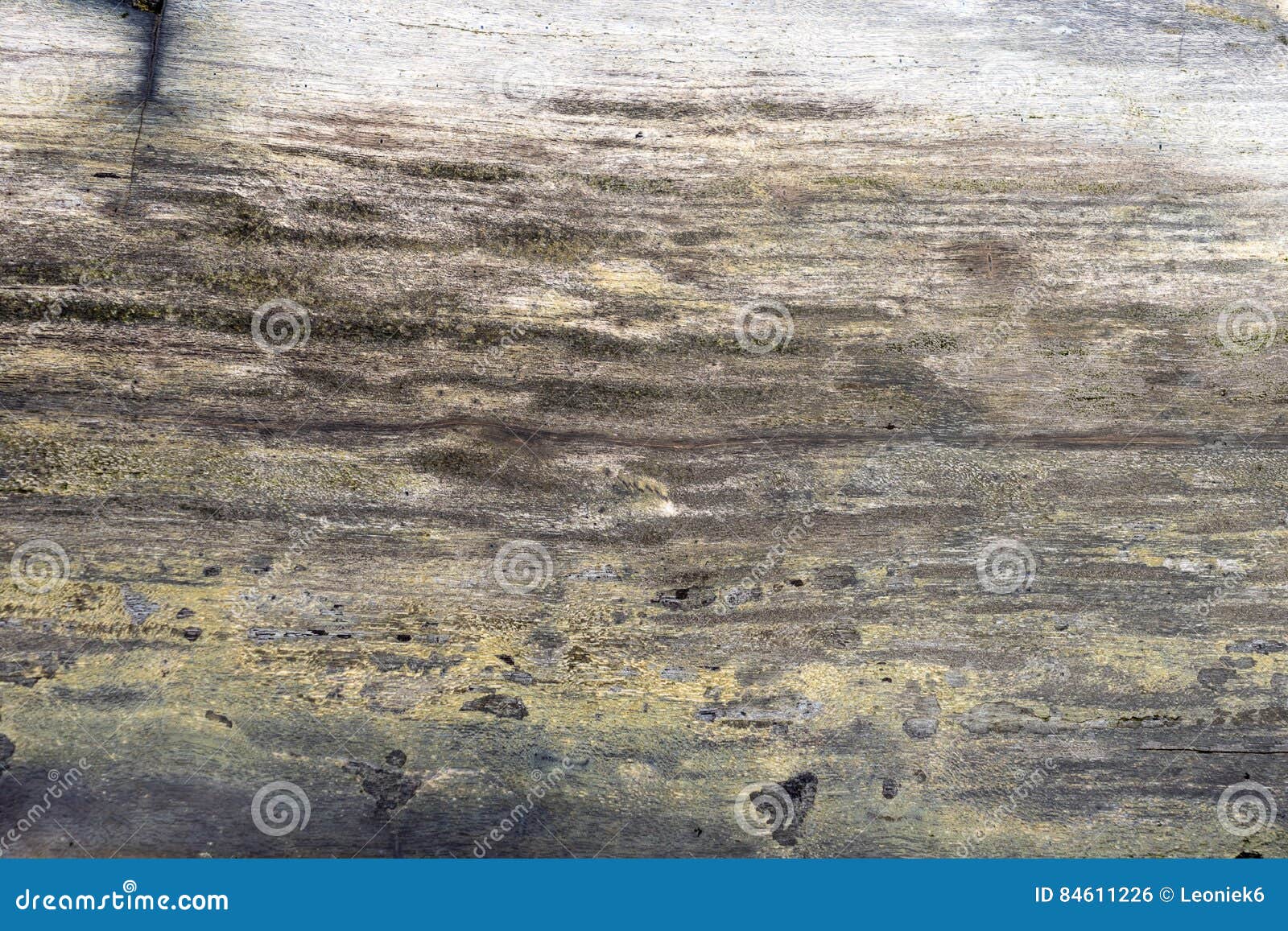 Close Up of a Petrified Tree Surface Stock Photo - Image of brown ...