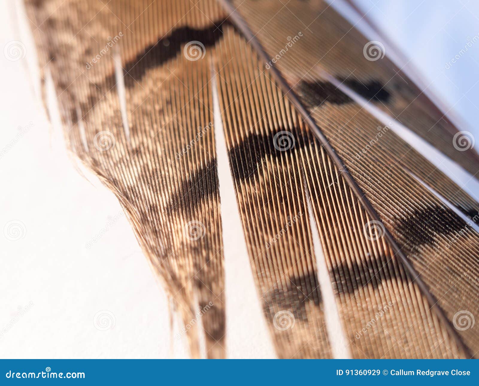 Close Up of Pheasant Feather with Pattern Pretty and Texture Stock ...