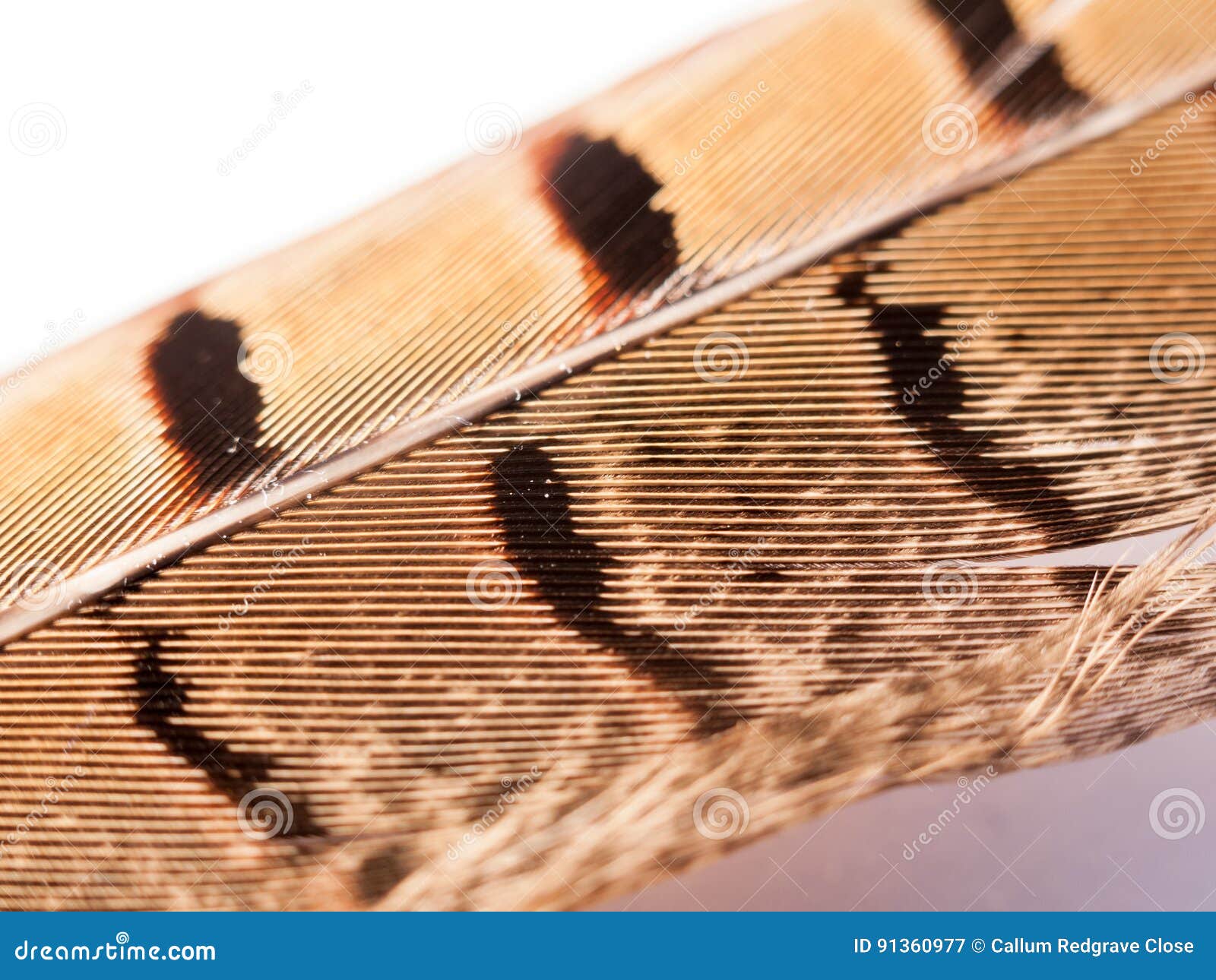 Close Up of Pheasant Feather with Pattern Pretty and Texture Stock ...