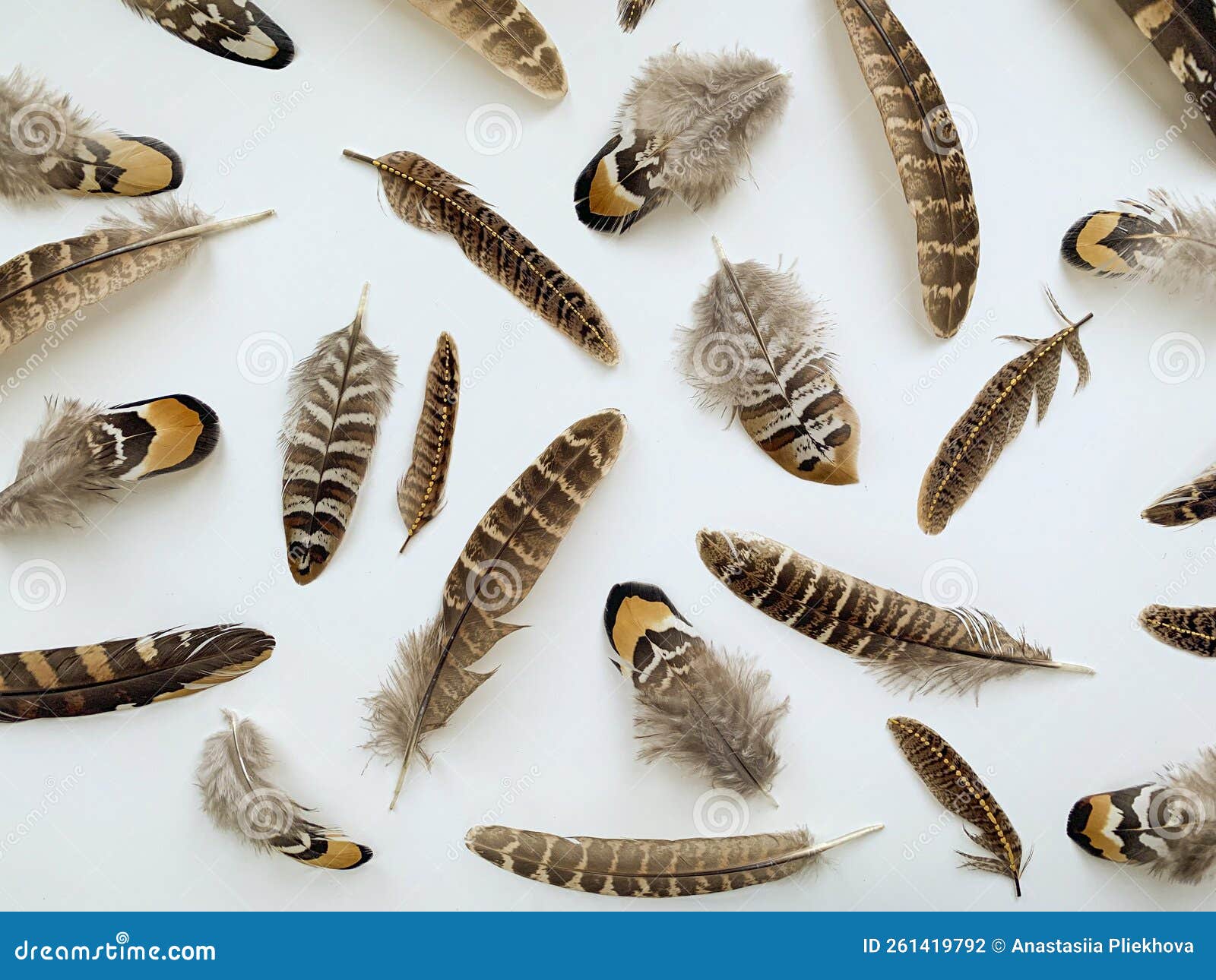 Close-up Pheasant Feathers Composition on White Background Stock Photo ...