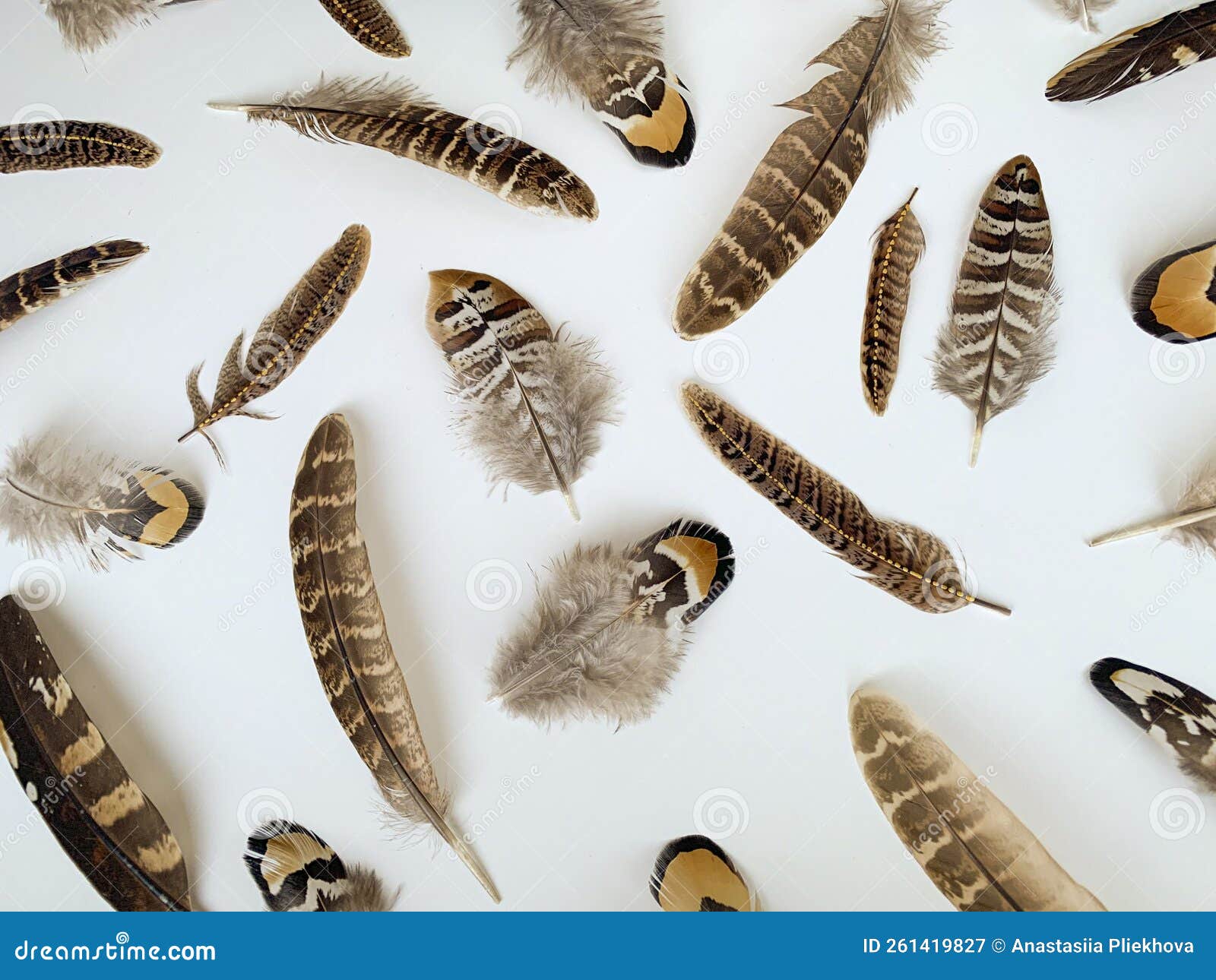 Close-up Pheasant Feathers Composition on White Background Stock Image ...