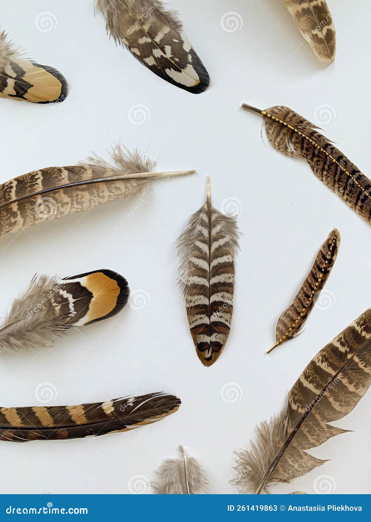 Close-up Pheasant Feathers Composition on White Background Stock Image ...