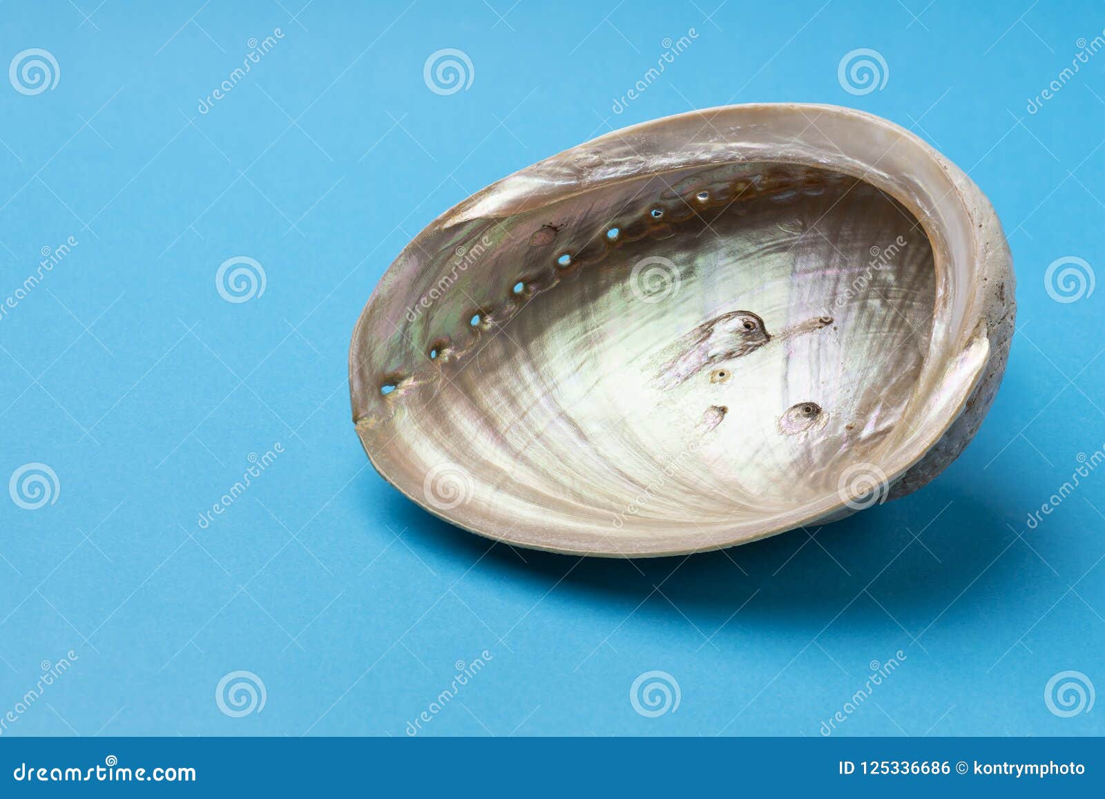 Close Up Photo of Abalone Shell on Blue Background Stock Photo - Image ...
