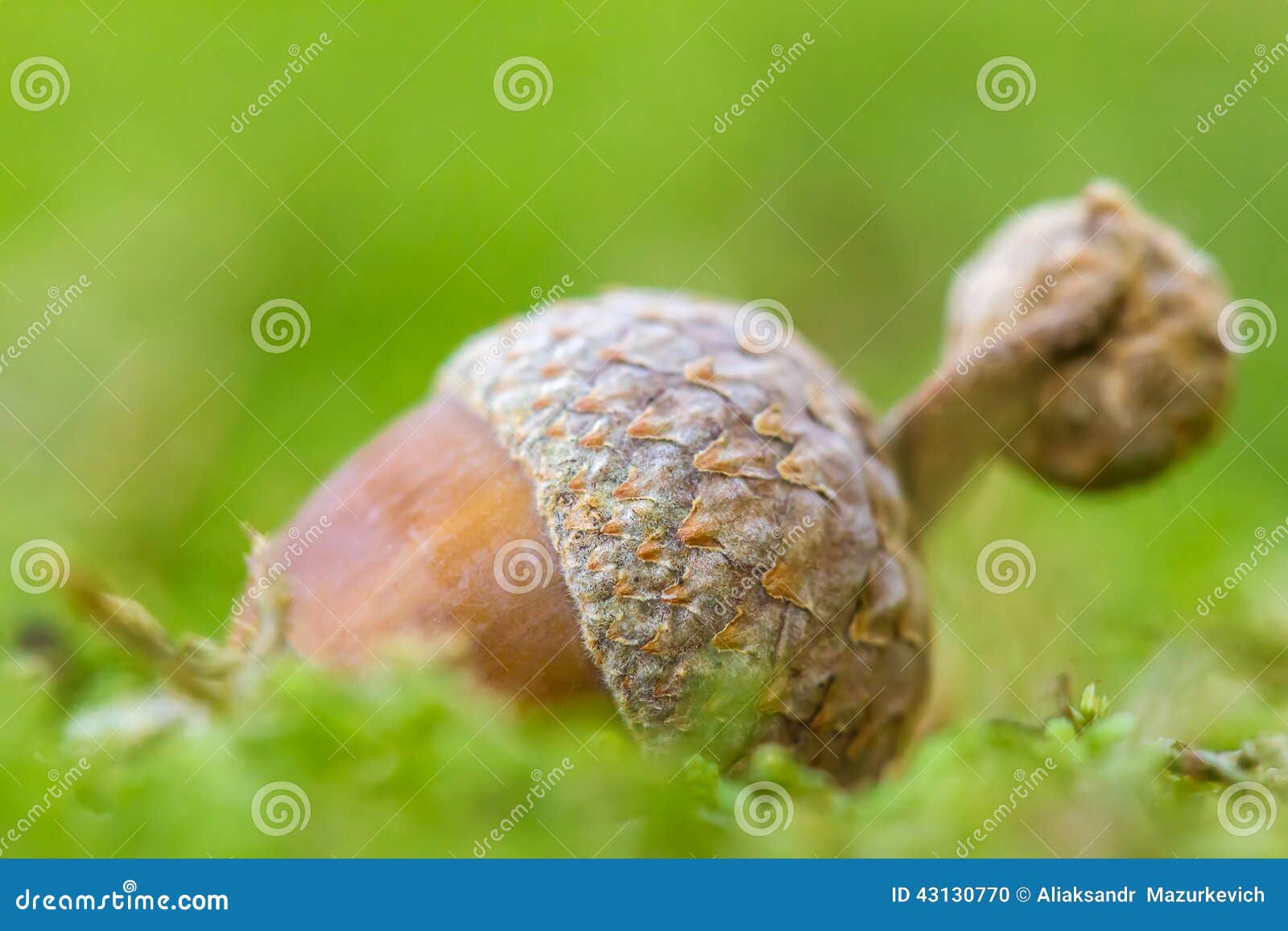 Close Up Photo of Acorns on the Ground Stock Photo - Image of beautiful ...
