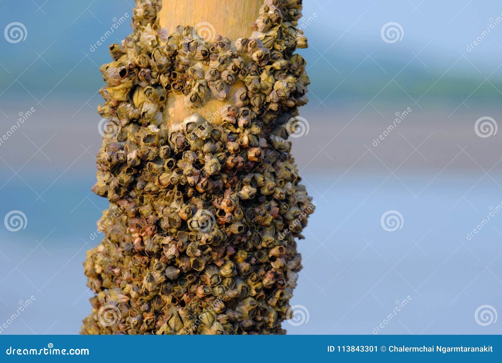 Close Up Photo of Barnacle on the Wooden Pole Stock Image - Image of ...