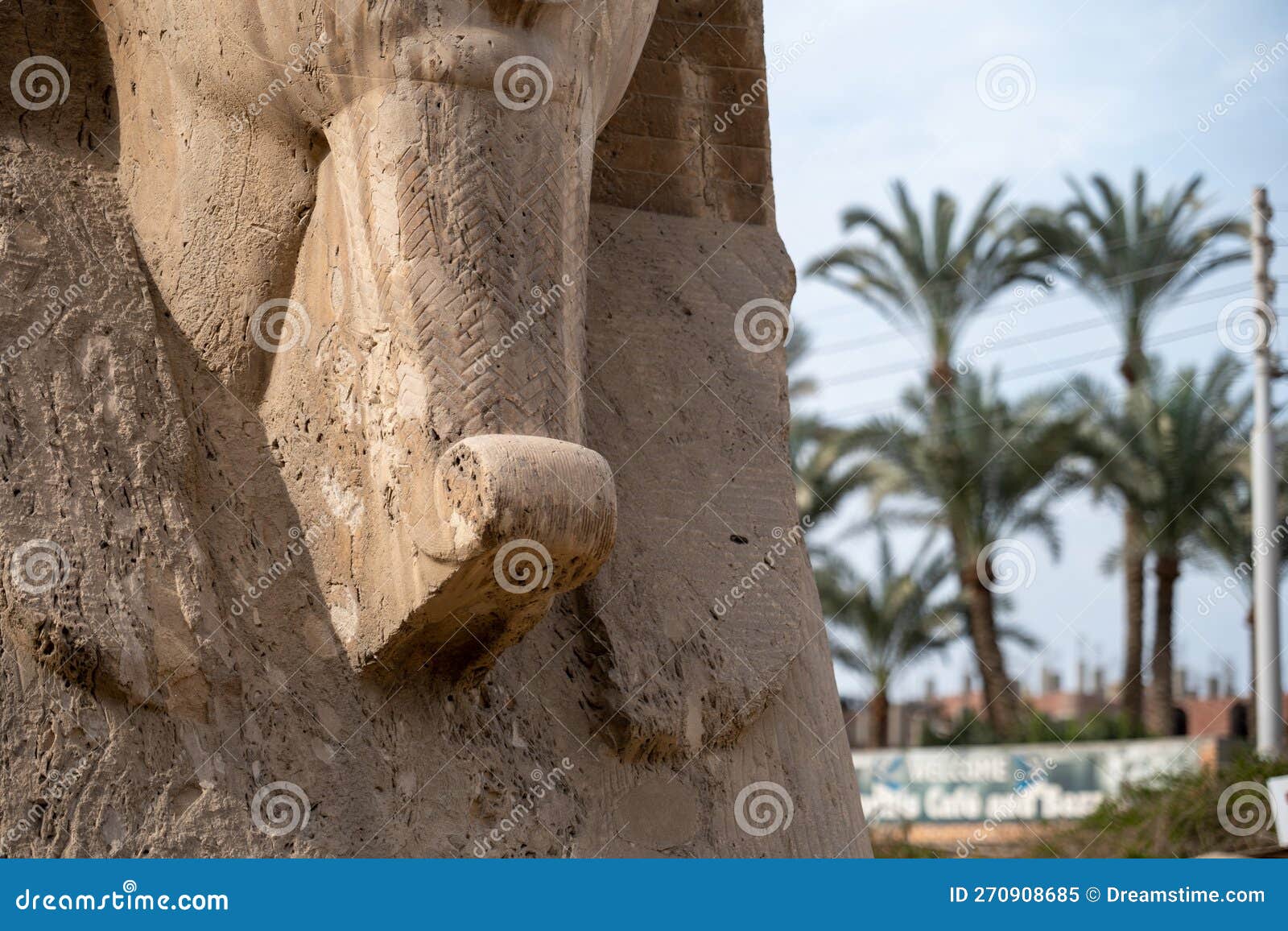 Close Up Photo of a Beard of Sphinx Stock Image - Image of species ...