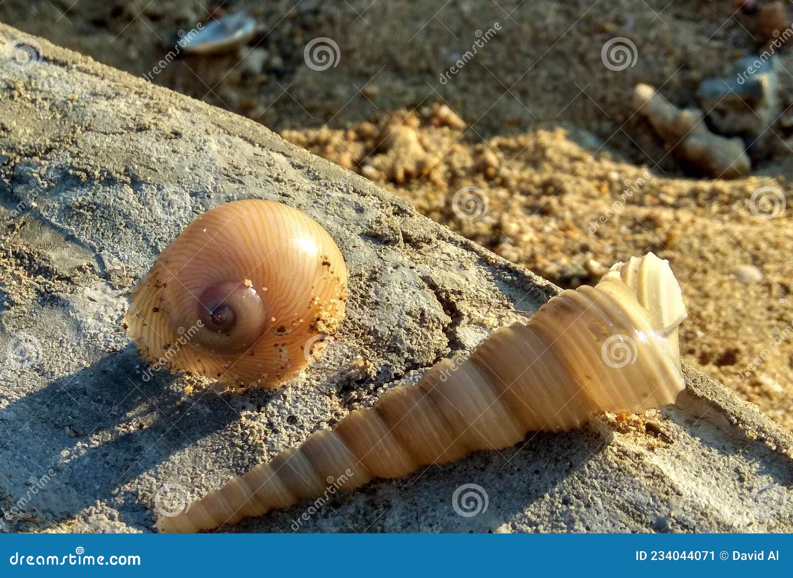 Close Up Photo of Beautiful Conch Shell Stock Image - Image of seafood ...