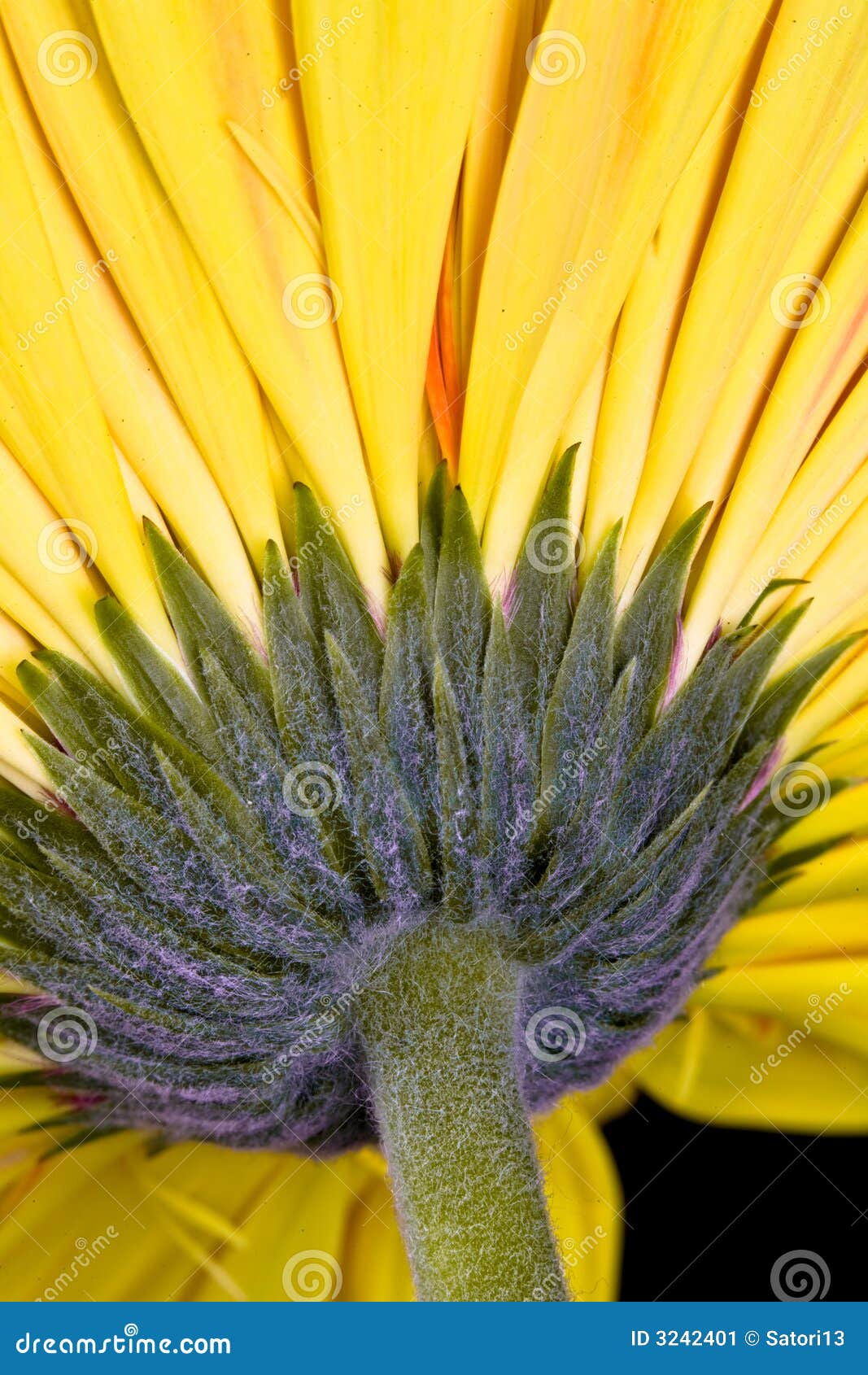 Close Up Photo of a Beautiful Yellow Flower Stock Image - Image of ...